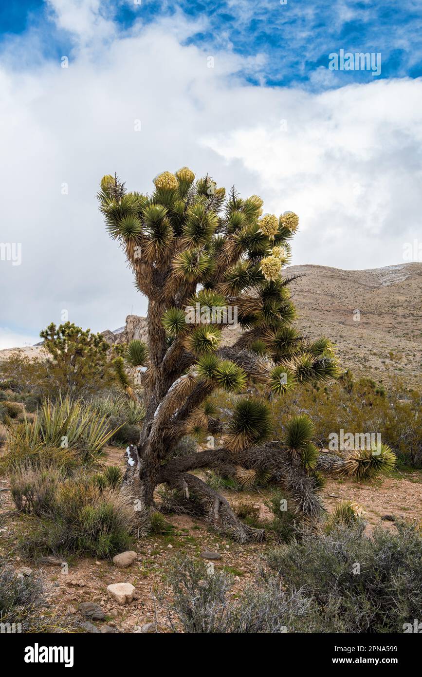 Joshua trees blooming in early spring in the northern Mojave Desert ...