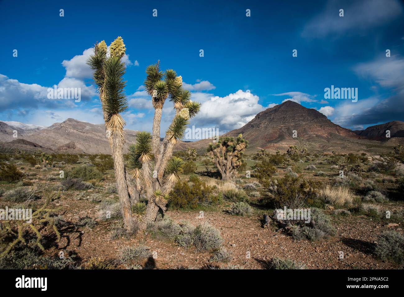 Joshua Trees in bloom at Beaver Dam National Conservation Area ...