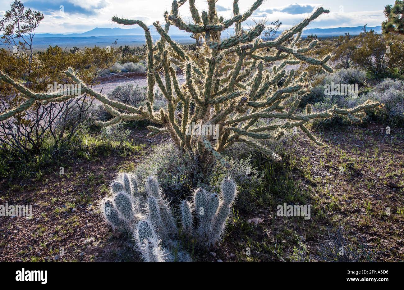 Cholla and prickly pear cacti in northern Mojave Desert, Utah, USA. In ...