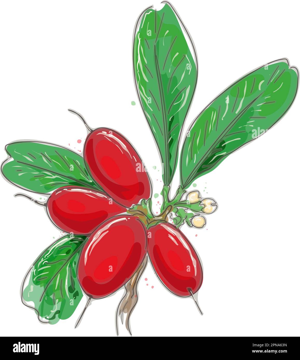 Miraculous food Stock Vector Images - Alamy