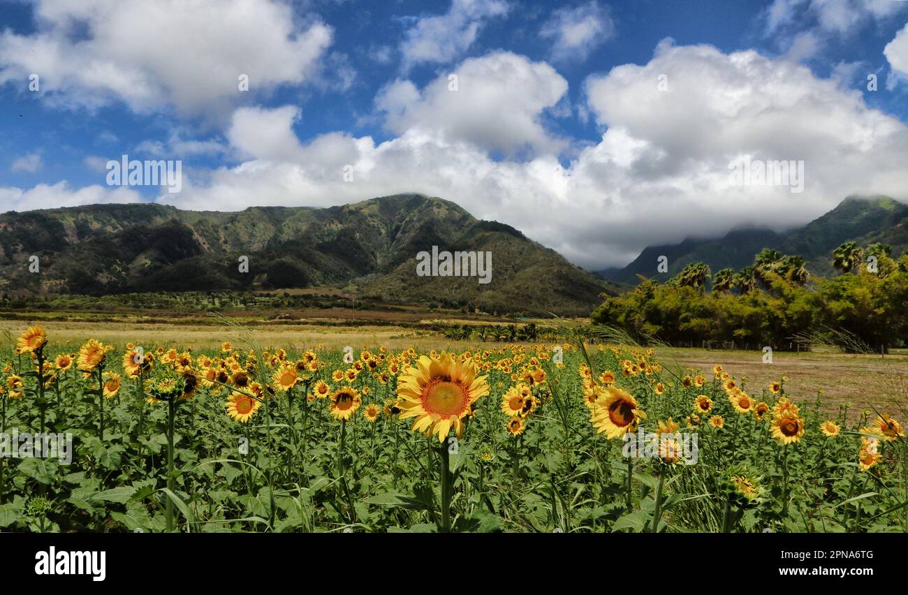 Beautiful sunflower field agriculture farm hi-res stock photography and ...