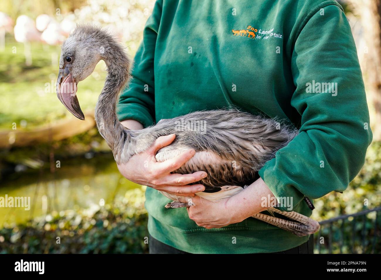 Landau, Germany. 13th Mar, 2023. Chilean flamingo "Filou" is carried on ...