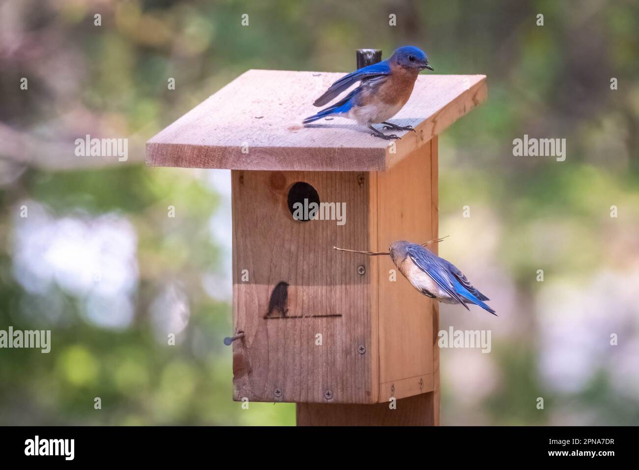 A Eastern Bluebird couple prepare their nest in a wooden treehouse ...