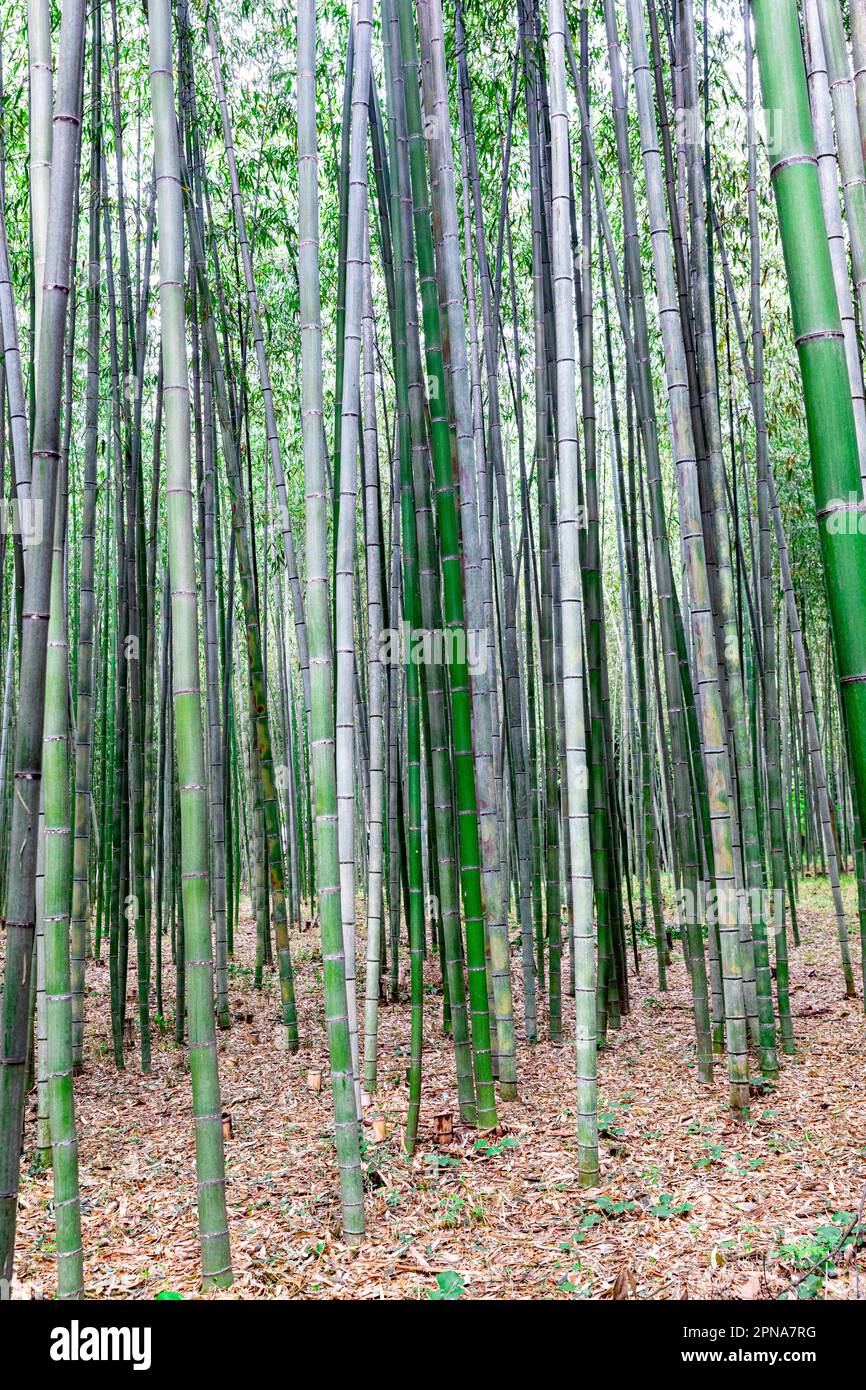 April 2023, Arashiyama Bamboo Forest and Grove in Kyoto Japan Stock ...