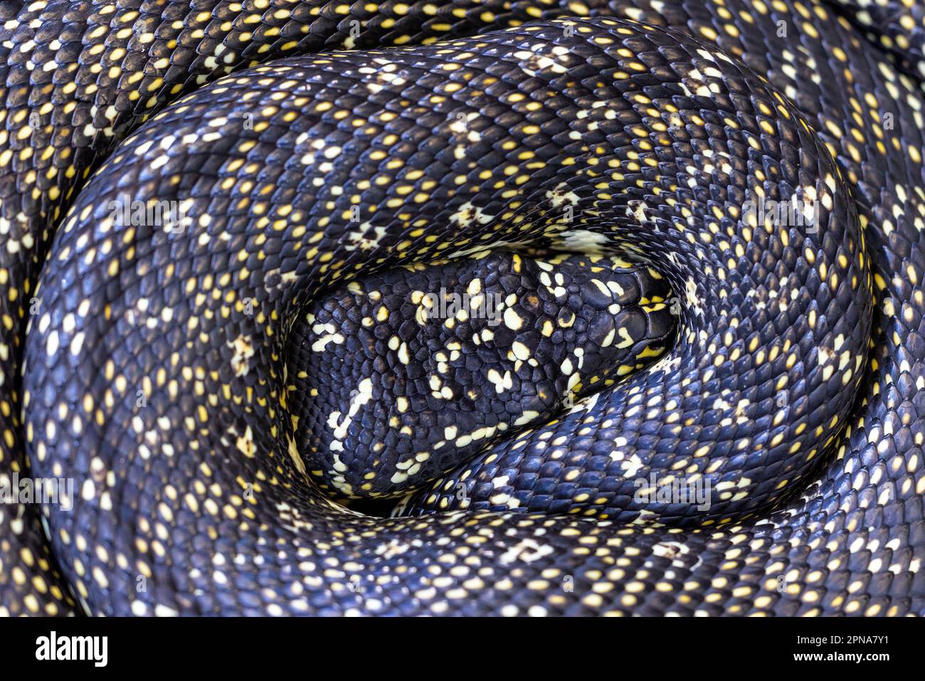 Curled position hi-res stock photography and images - Alamy