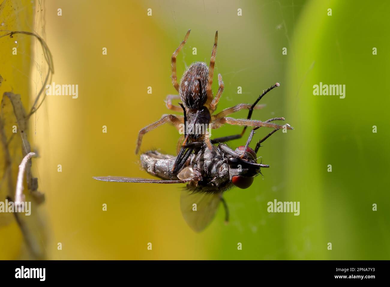 Small spider with House Fly caught in it's web Stock Photo - Alamy