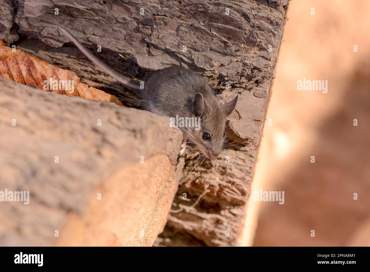 North american deermouse hi-res stock photography and images - Alamy