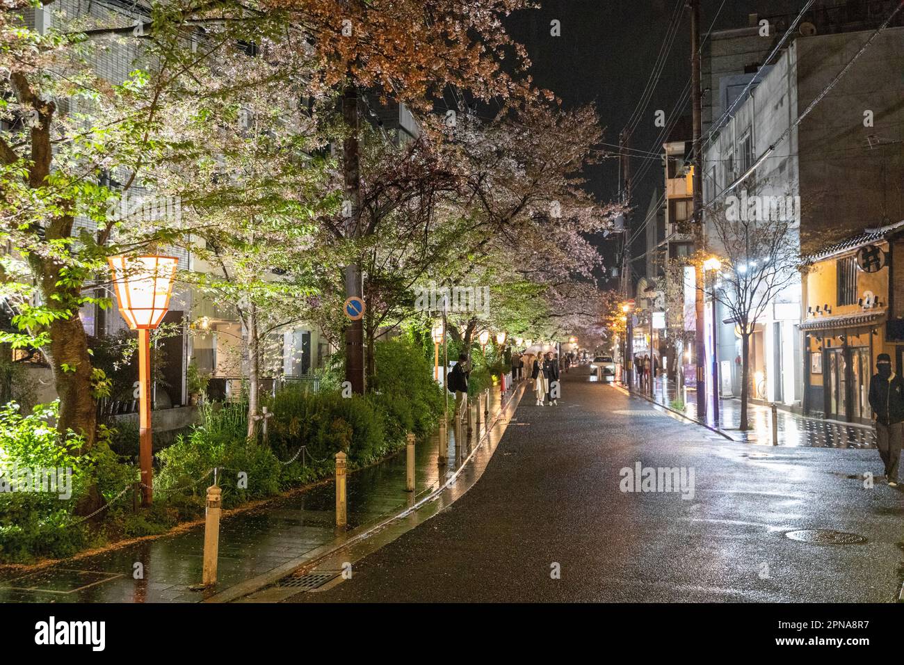 Downtown Kyoto city centre evening dark night, cherry blossom flowers and street lamps, Kyoto ...
