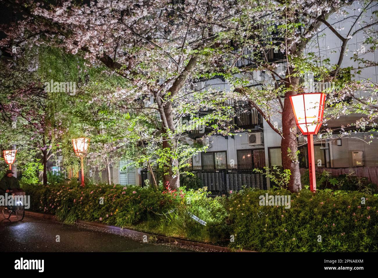 Downtown Kyoto city centre evening dark night, cherry blossom flowers ...