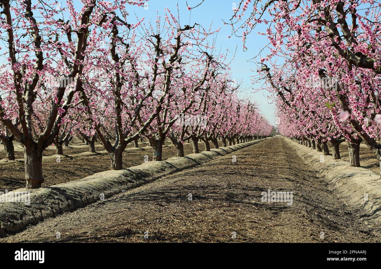 Peach tree rows - California Stock Photo - Alamy