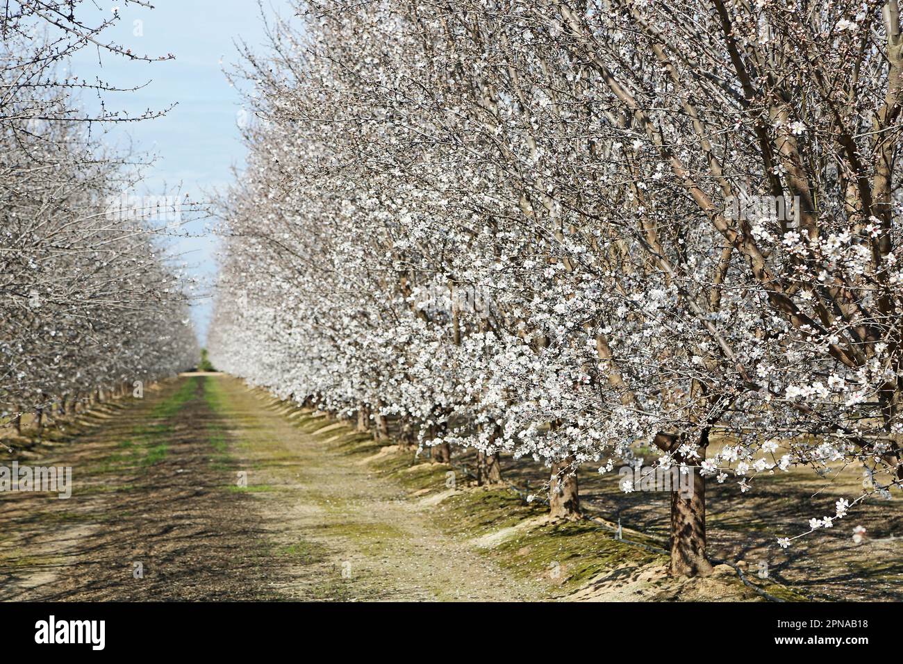 White orchard hi-res stock photography and images - Alamy