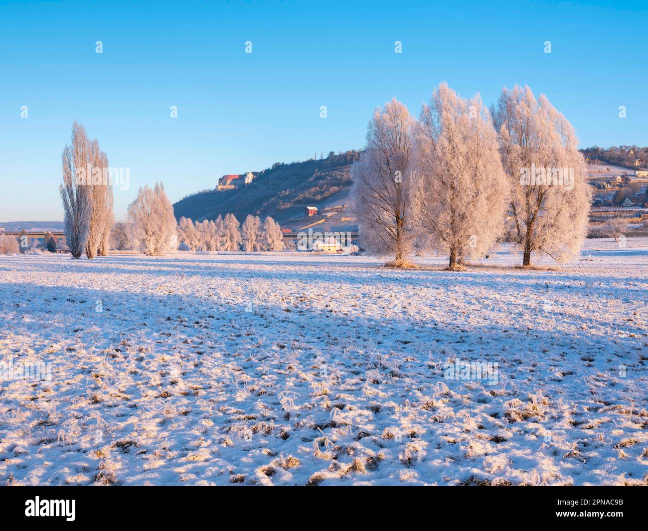 Winter in the Unstrut Valley, poplars with hoarfrost, Neuenburg Castle ...