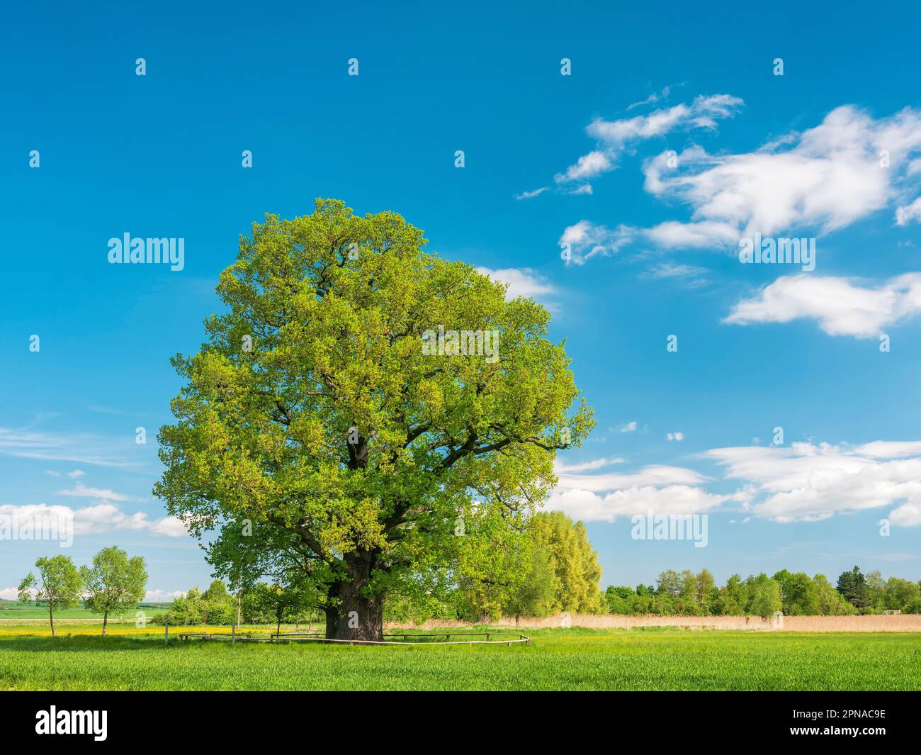 Meadow with old giant solitary oak (Quercus robur) in spring, natural ...
