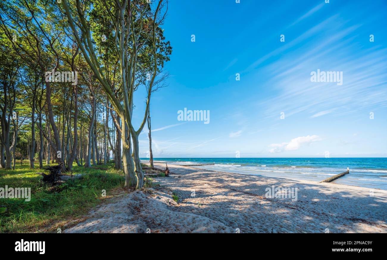 Coastal forest on the beach of the Baltic Sea, Graal-Mueritz ...