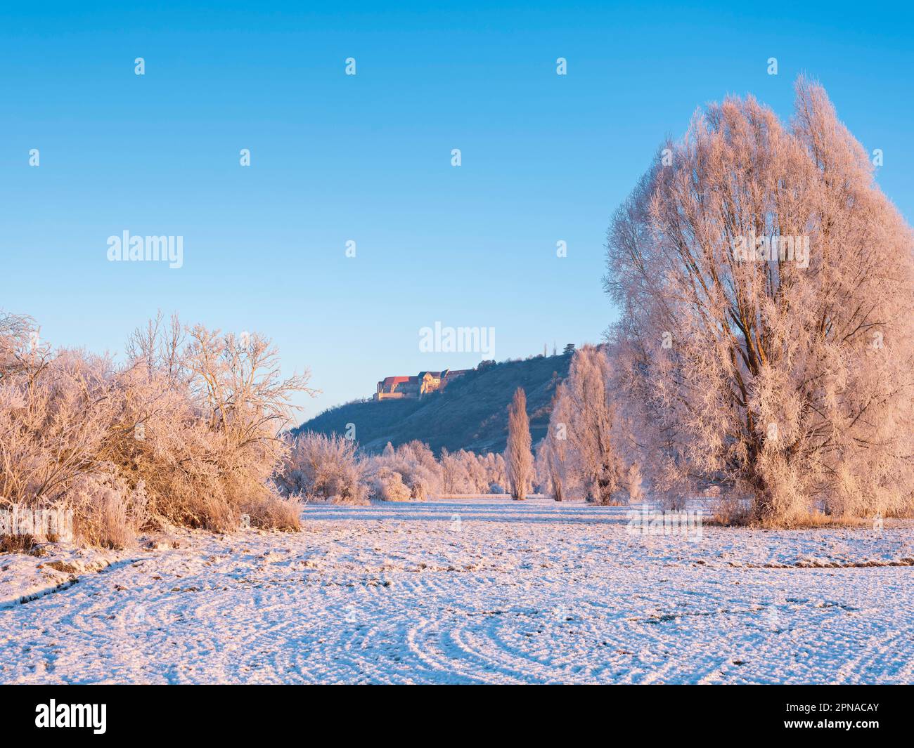 Winter in the Unstrut Valley, trees with hoarfrost, Neuenburg Castle in ...