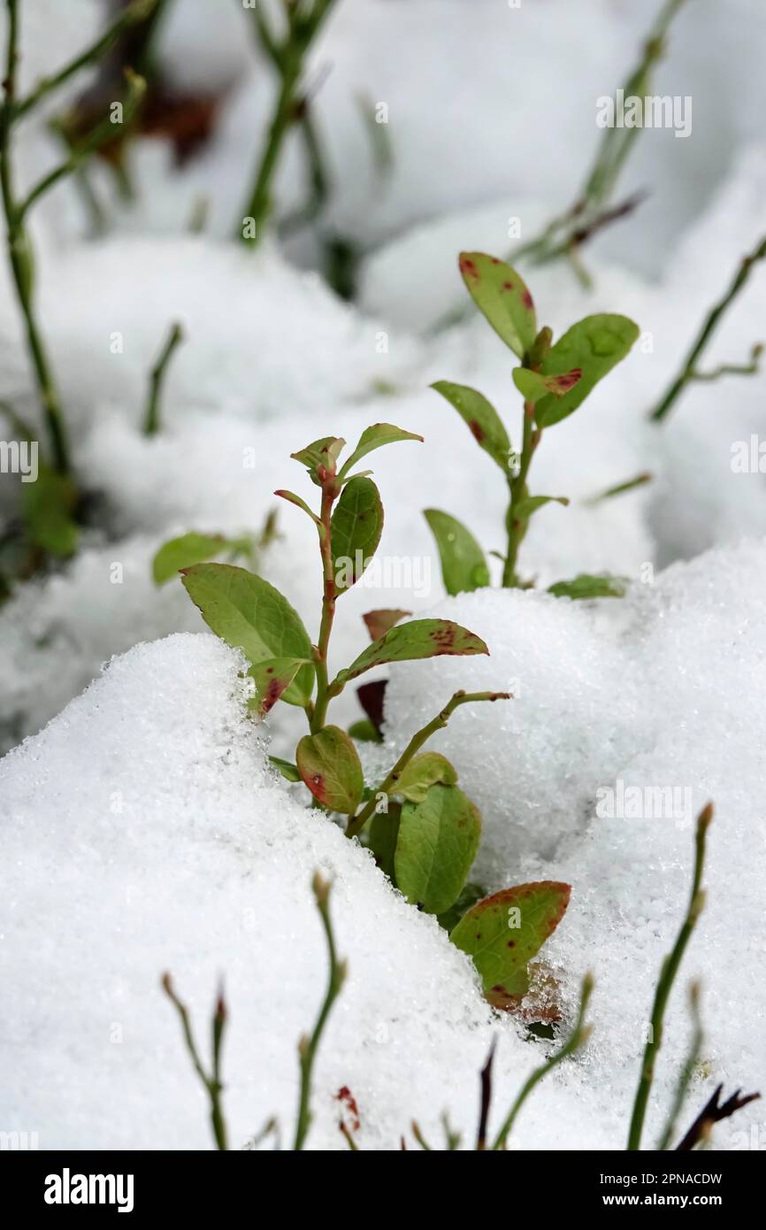 Blueberry bush, Germany Stock Photo - Alamy