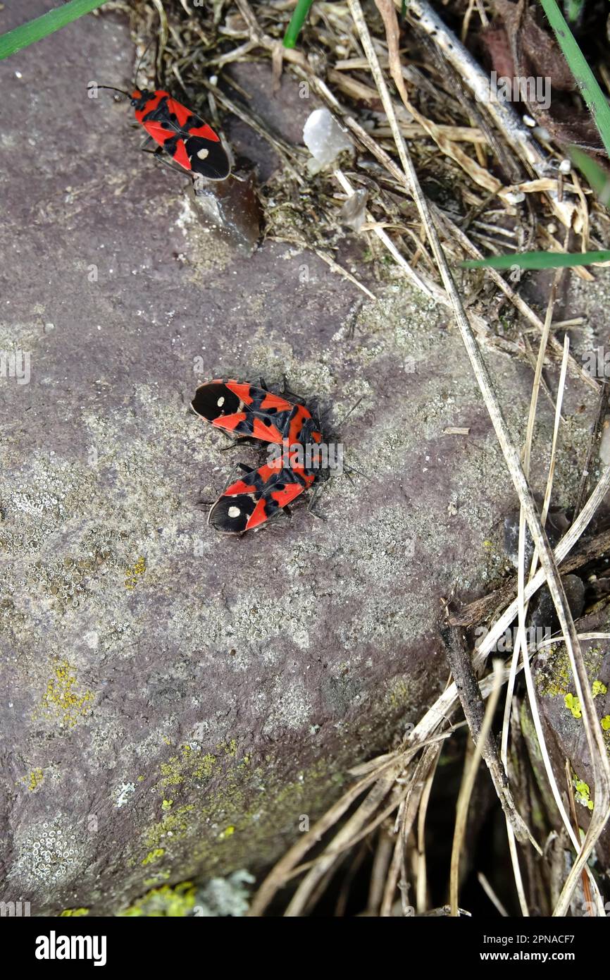 Milkweed Bug, Germany Stock Photo - Alamy