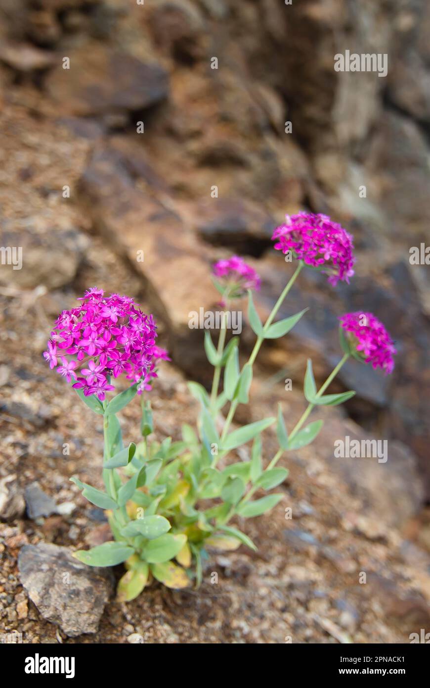Rock stonecrop hi-res stock photography and images - Alamy