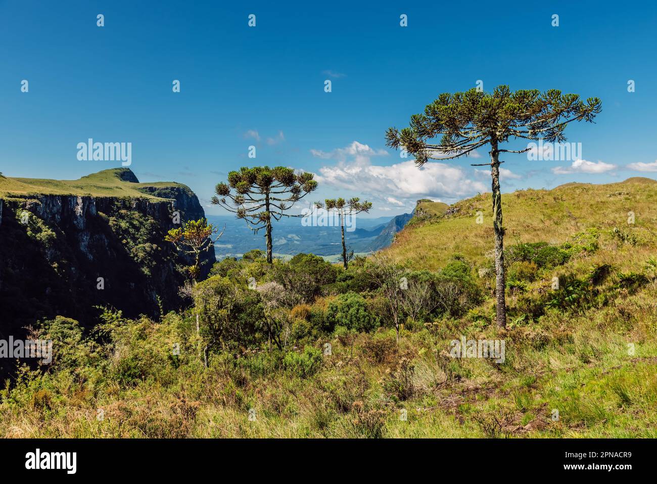 Espraiado Canyon with rocks and araucaria trees in Santa Catarina ...