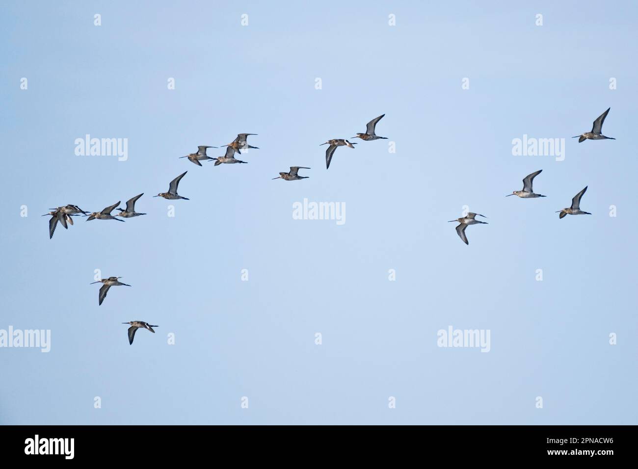 Bar-tailed Godwits (Limosa lapponica), flying flock, Coto de Donana ...