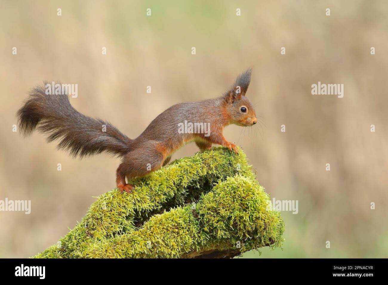 Eurasian red squirrel (Sciurus vulgaris), dark variant, standing ...