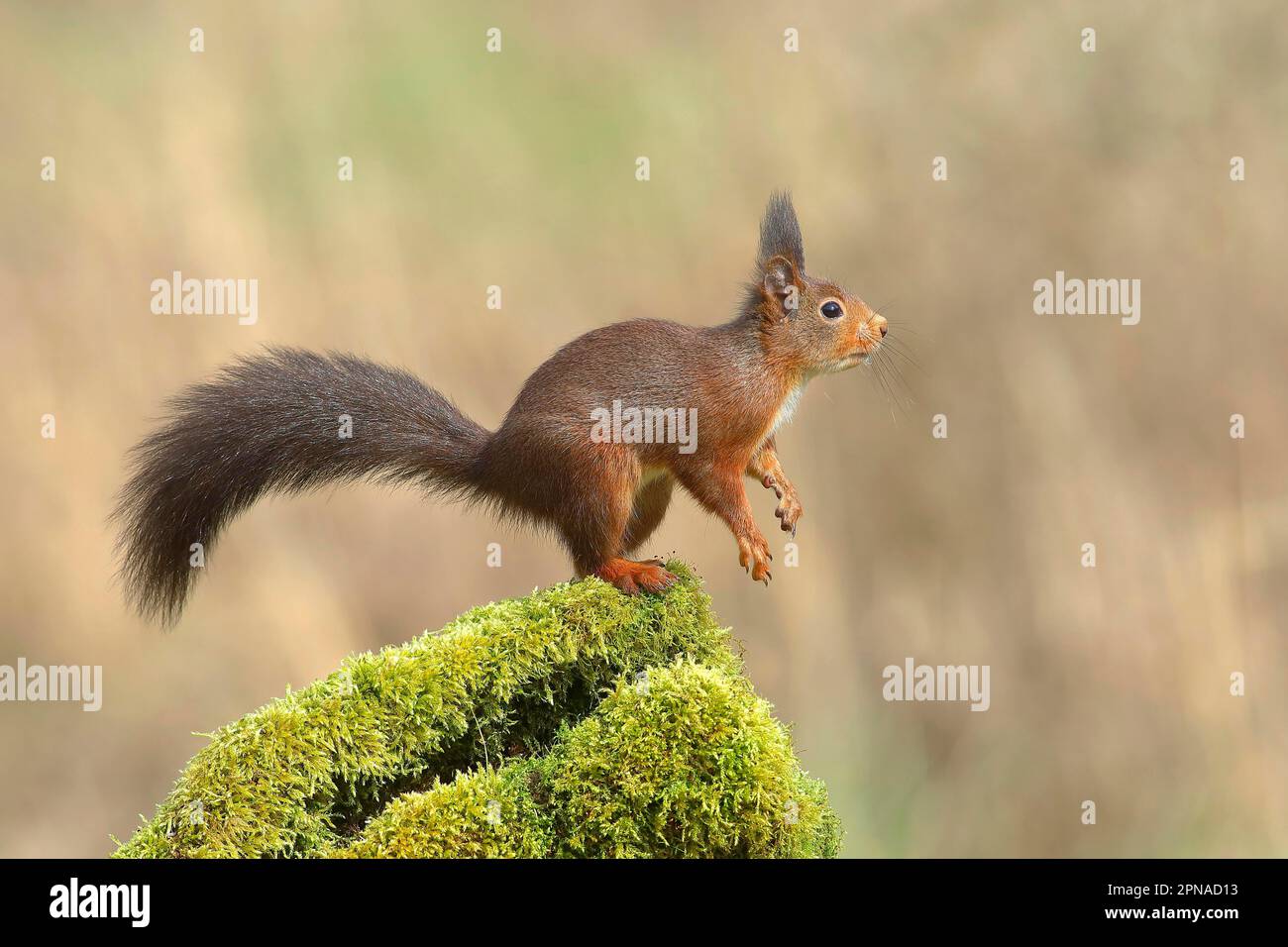 Eurasian red squirrel (Sciurus vulgaris), dark variant, standing ...