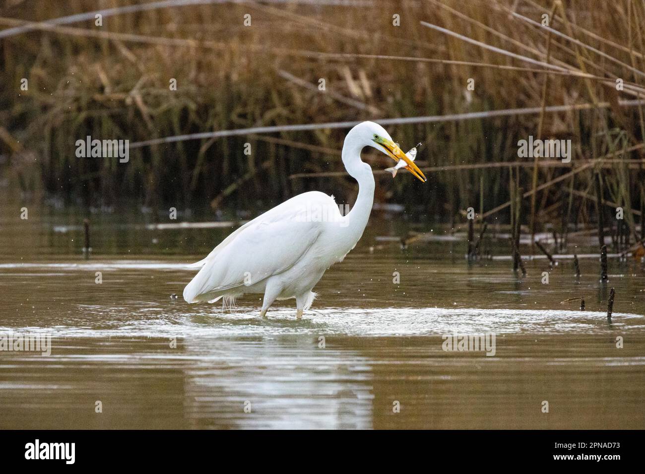 Great egret (Egretta alba) Germany Stock Photo - Alamy