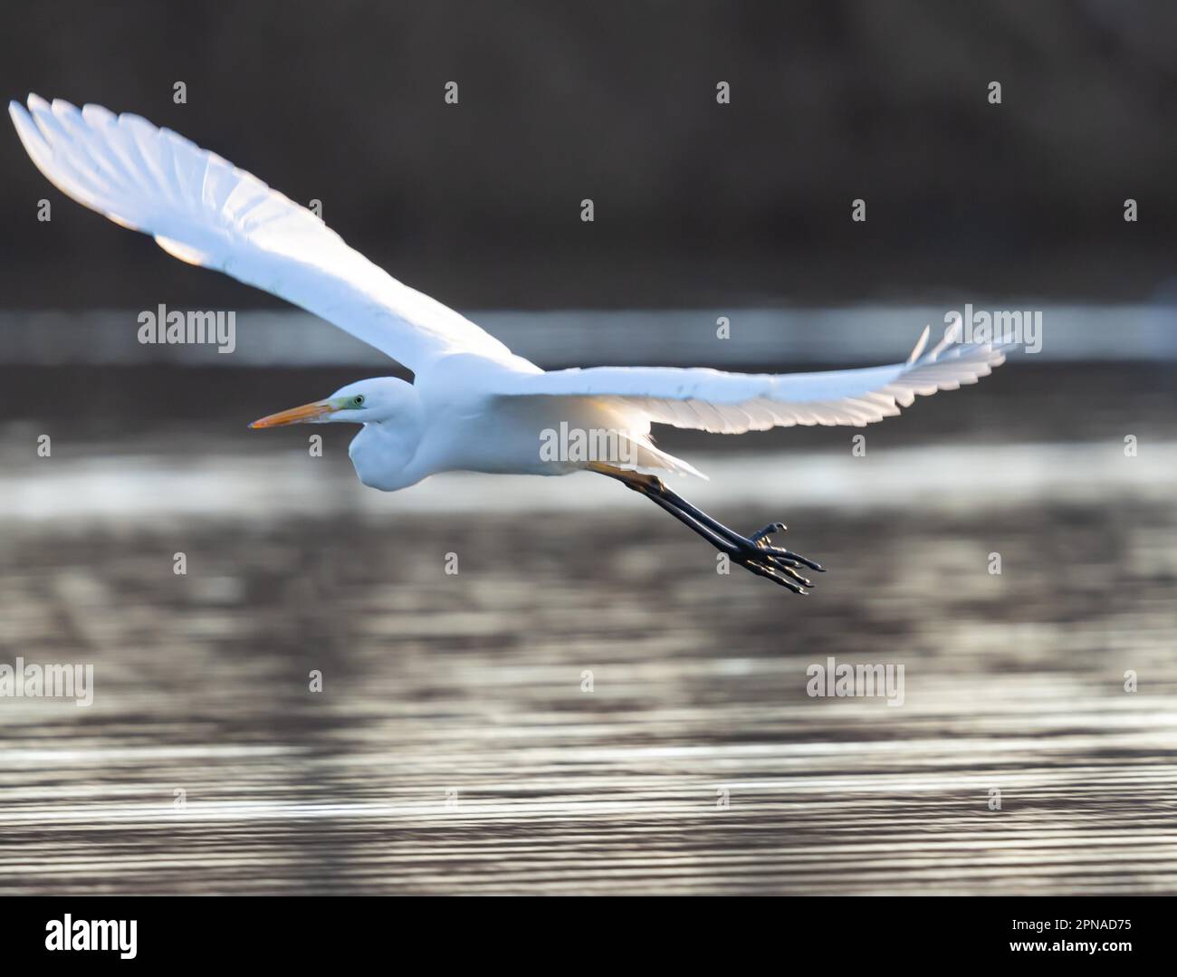 Great egret (Egretta alba) Germany Stock Photo - Alamy