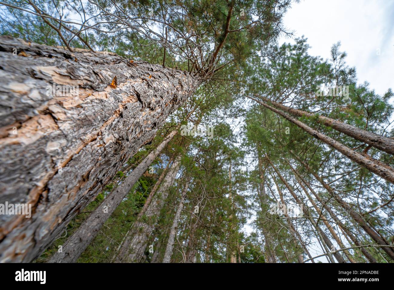 View upwards Duck pine in the forest, Bad Wildbad, Black Forest ...