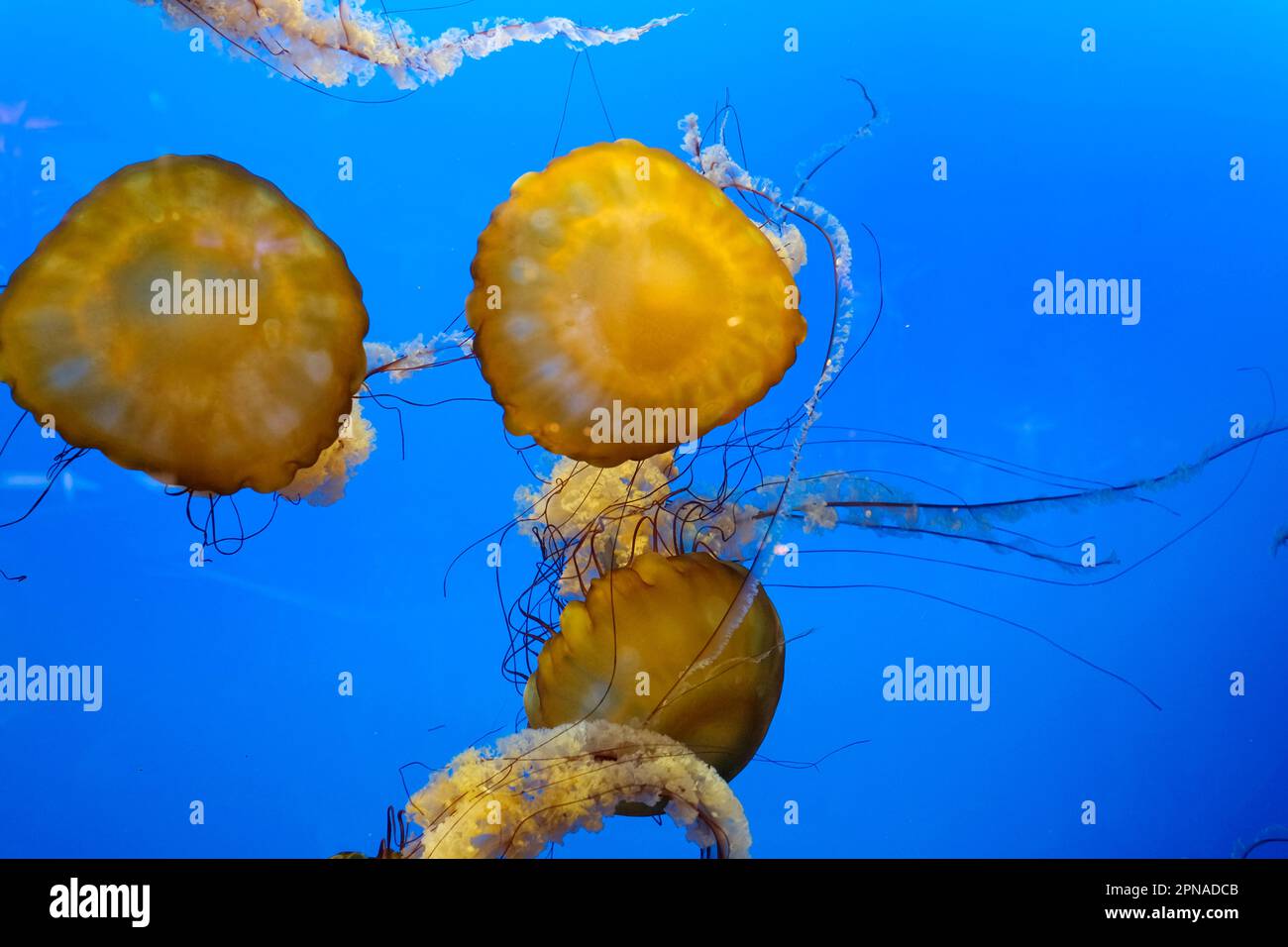 Group of Jellyfish calmly swimming against blue backdrop in slow motion ...