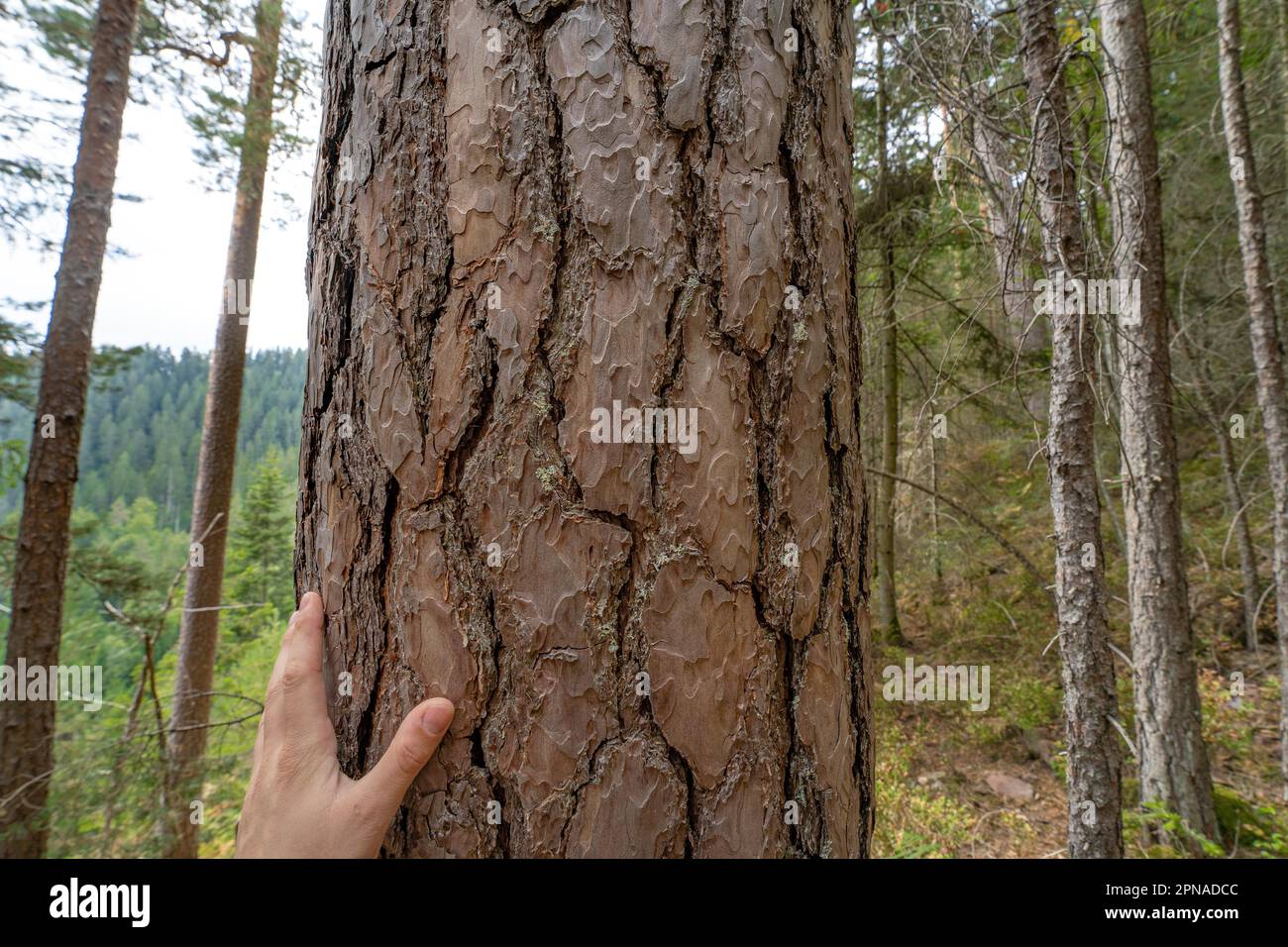 Hand on duck pine in the forest, Bad Wildbad, Black Forest, Germany ...