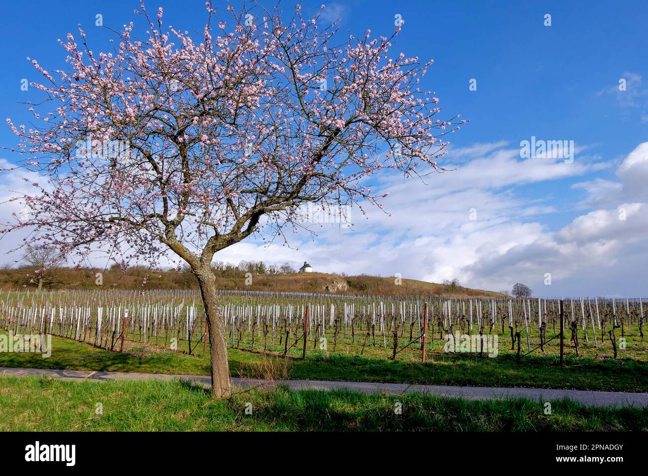 Flowering almond tree (Prunus dulcis), in the background the Kleine ...
