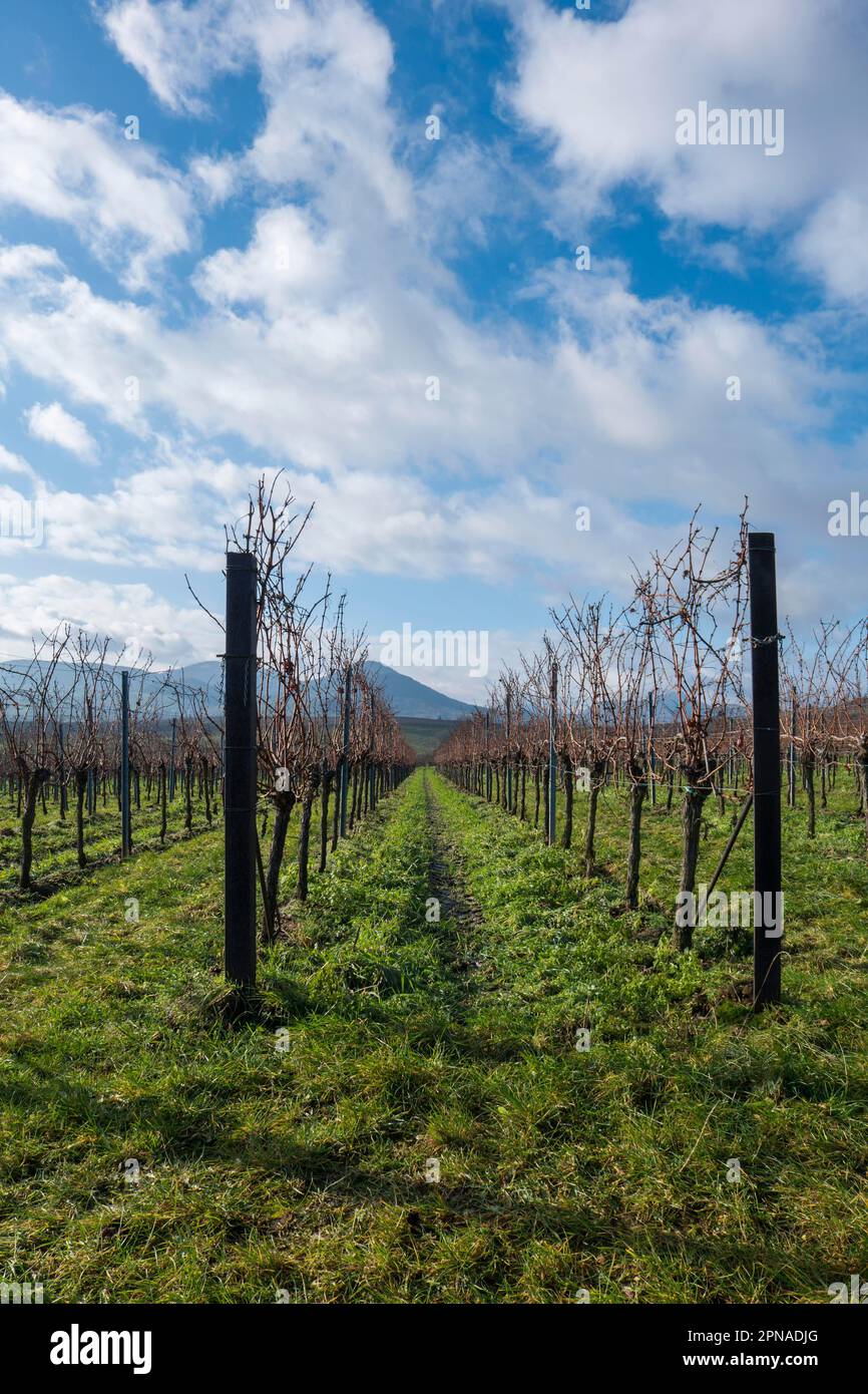 Unpruned hi-res stock photography and images - Alamy