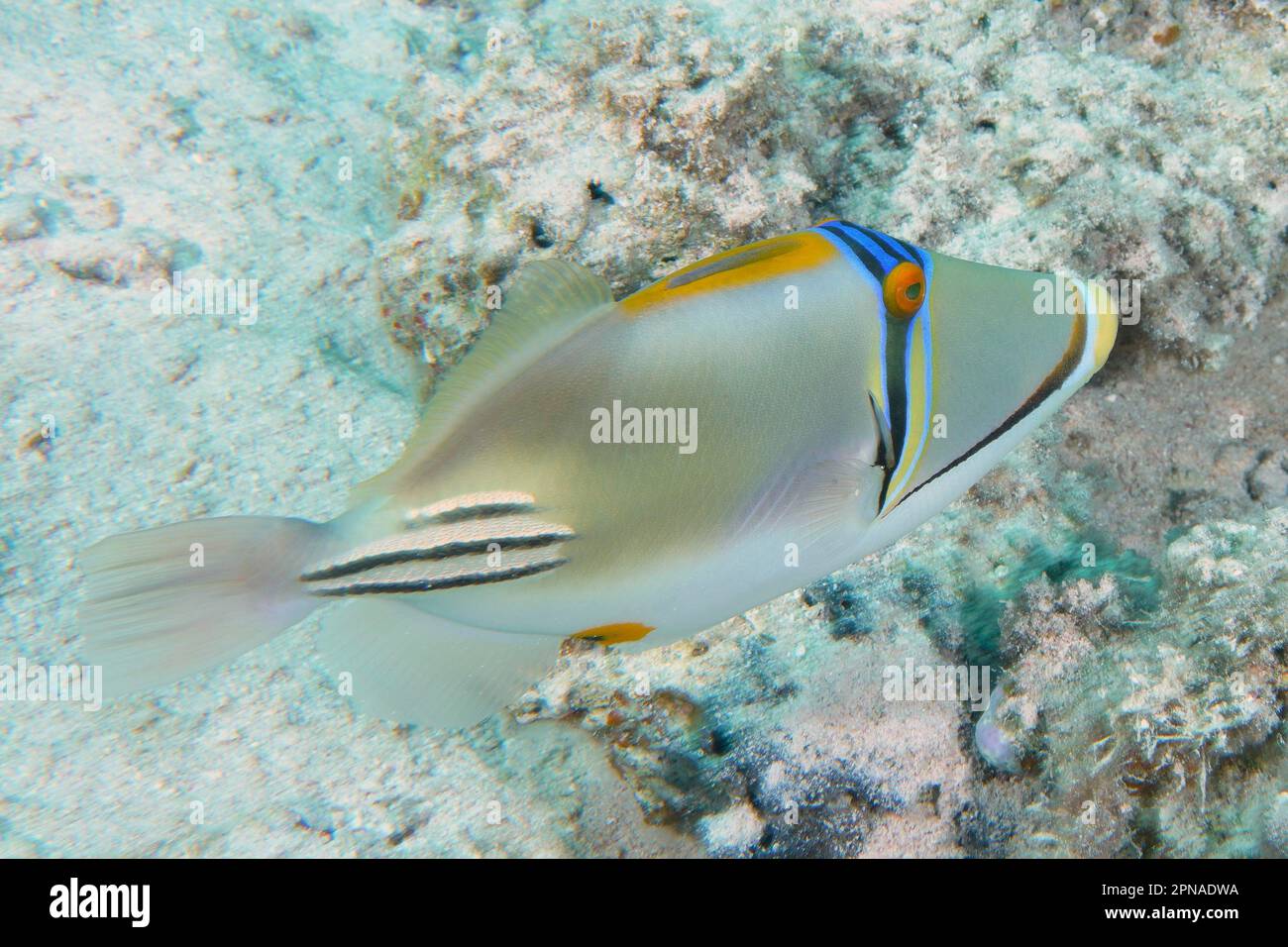 Arabian arabian picasso triggerfish (Rhinecanthus assasi), Dive Site ...