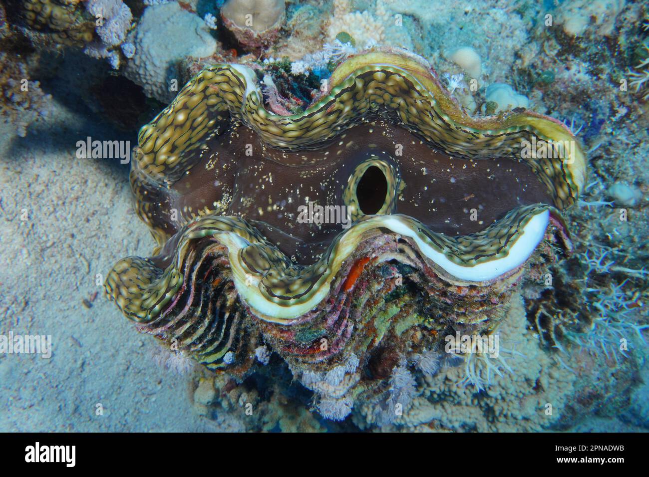 Fluted giant clam (Tridacna squamosa), House Reef dive site, Mangrove ...