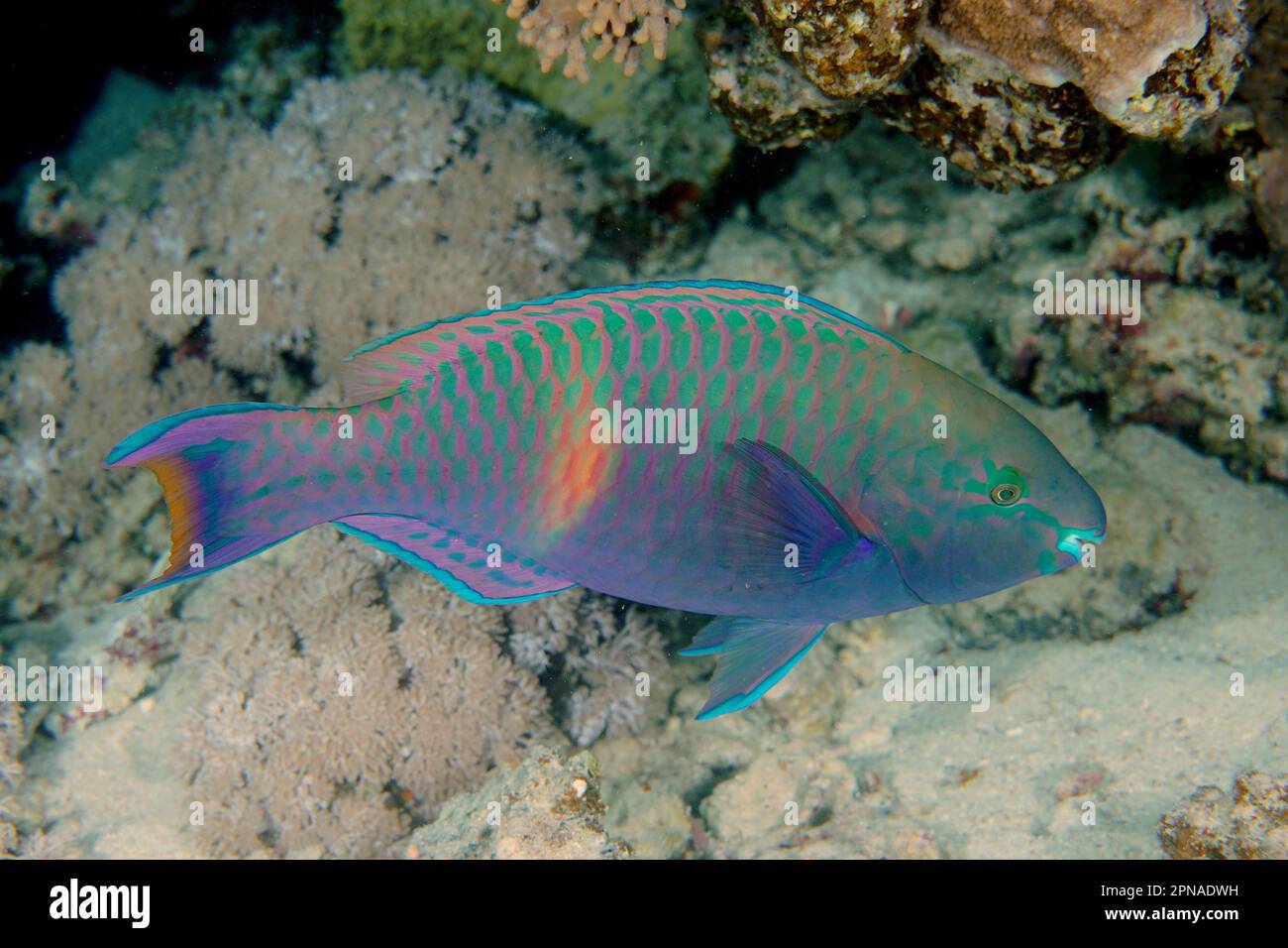 Side Spot Parrotfish (Scarus fuscopurpureus), Parrotfish, Dive Site ...