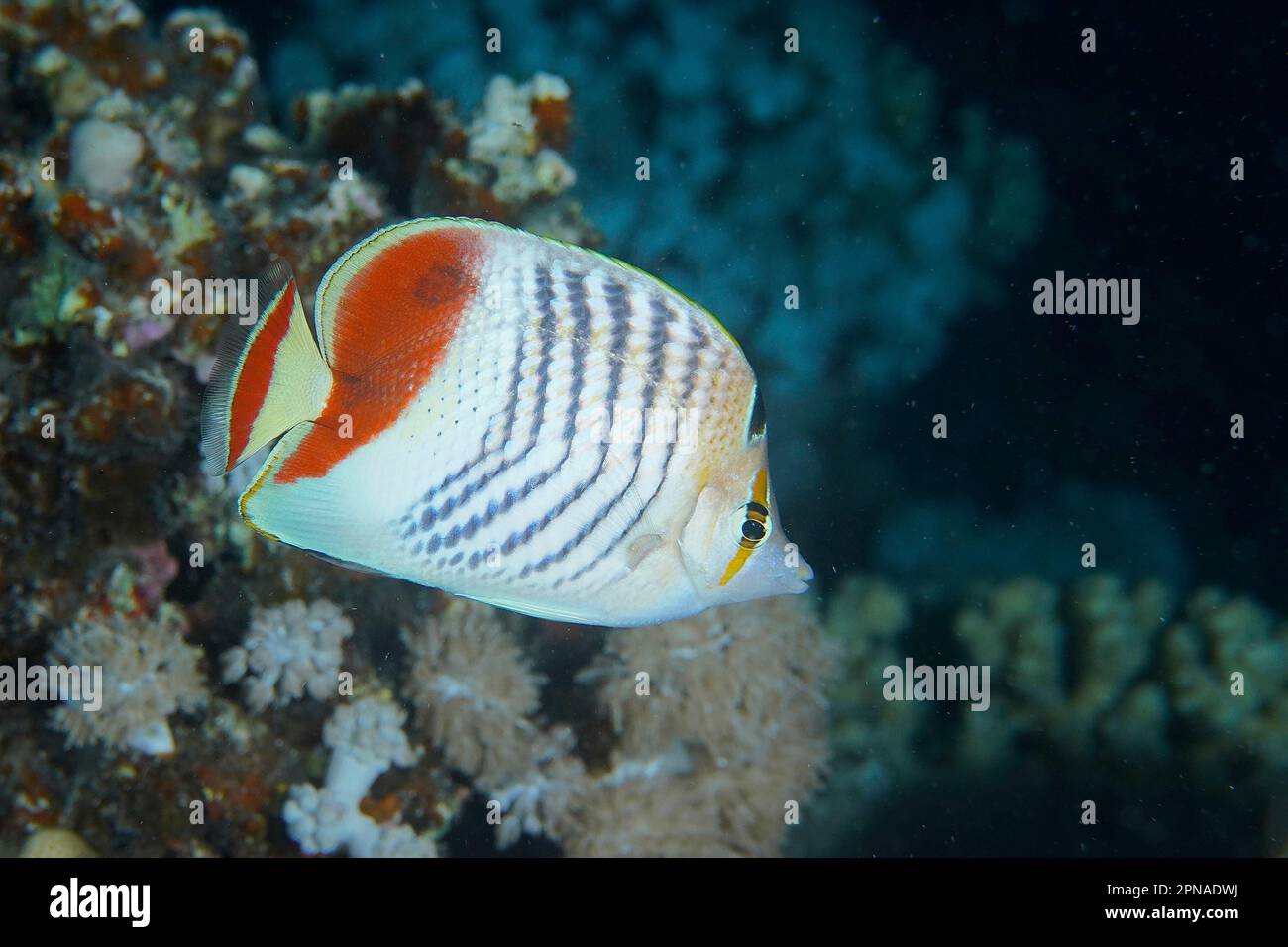Eritrean butterflyfish (Chaetodon paucifasciatus), House Reef dive site ...