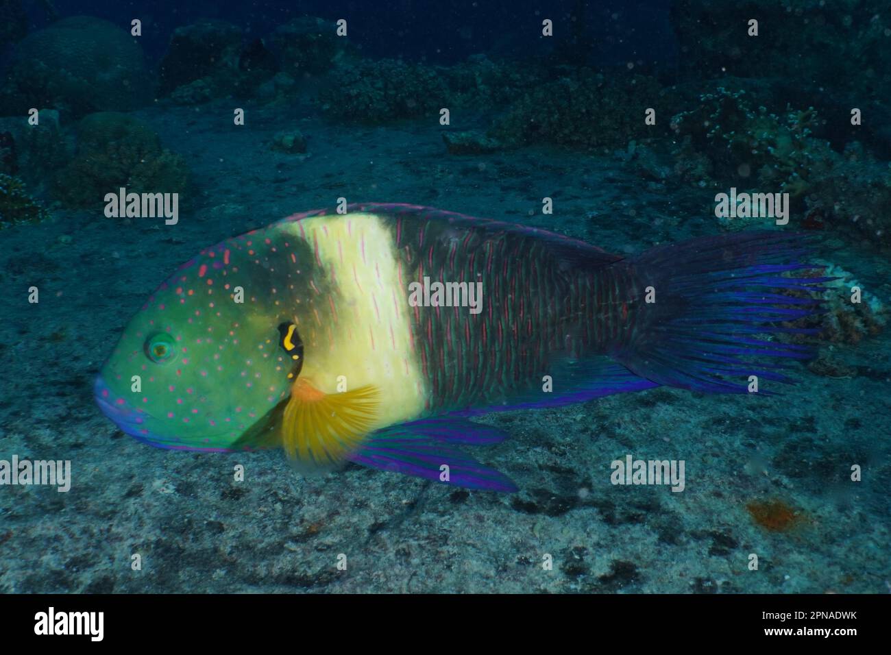 Broomtail wrasse (Cheilinus lunulatus) at night, Thistlegorm wreck dive ...