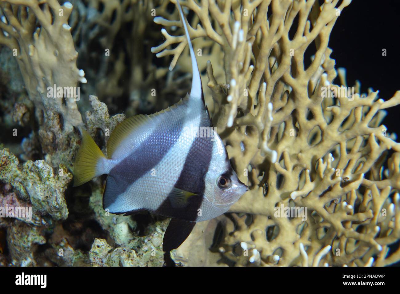 False moorish idol (Heniochus diphreutes) at night, Gordon Reef dive ...