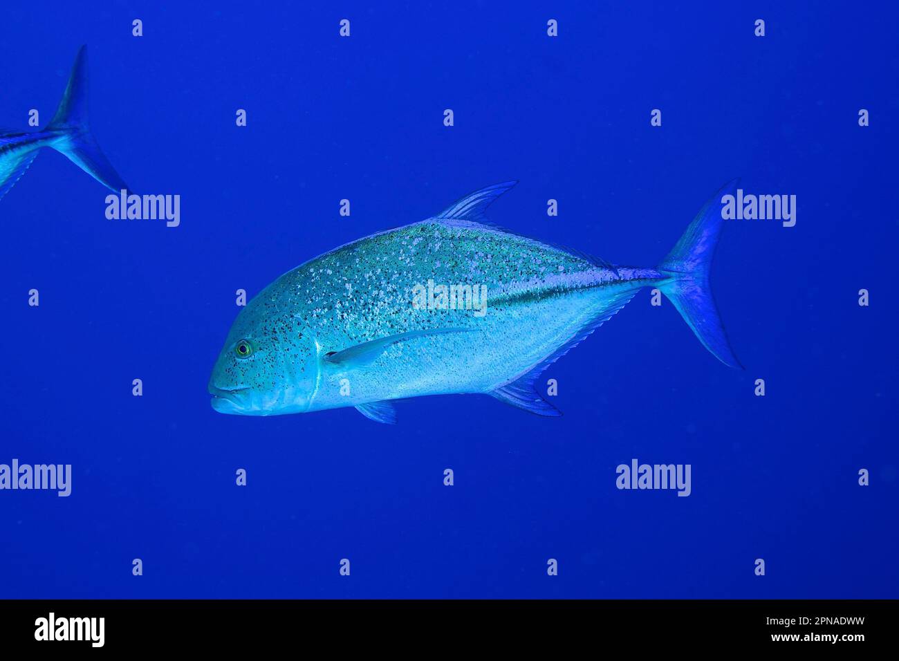 Bluefin trevally (Caranx melampygus) in front of a solid blue ...