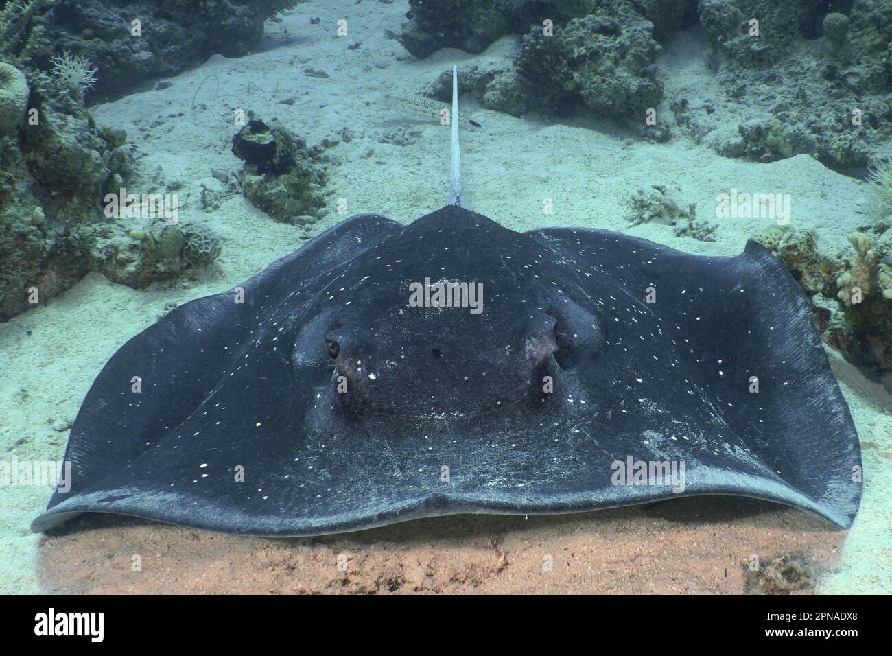Portrait of black spotted ray (Taeniura meyeni), Shaab El Erg dive site ...