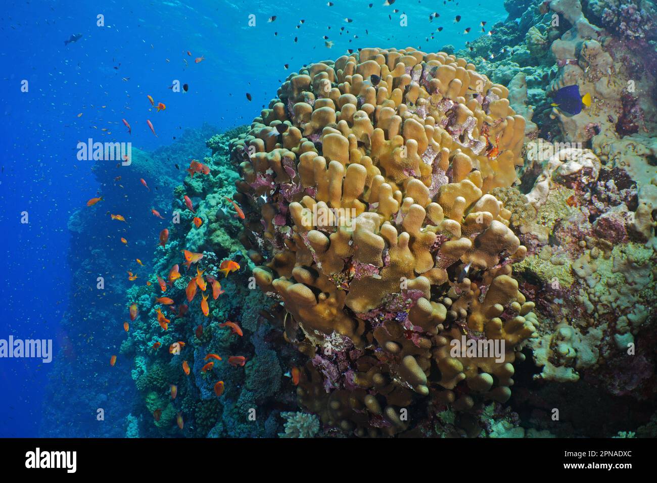 Solida group hi-res stock photography and images - Alamy