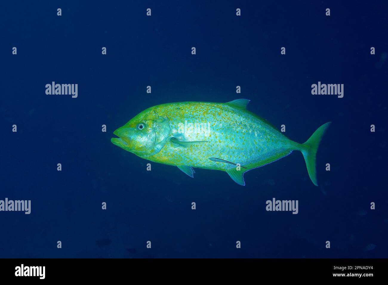 Orange-spotted trevally (Carangoides bajad) against a solid blue ...