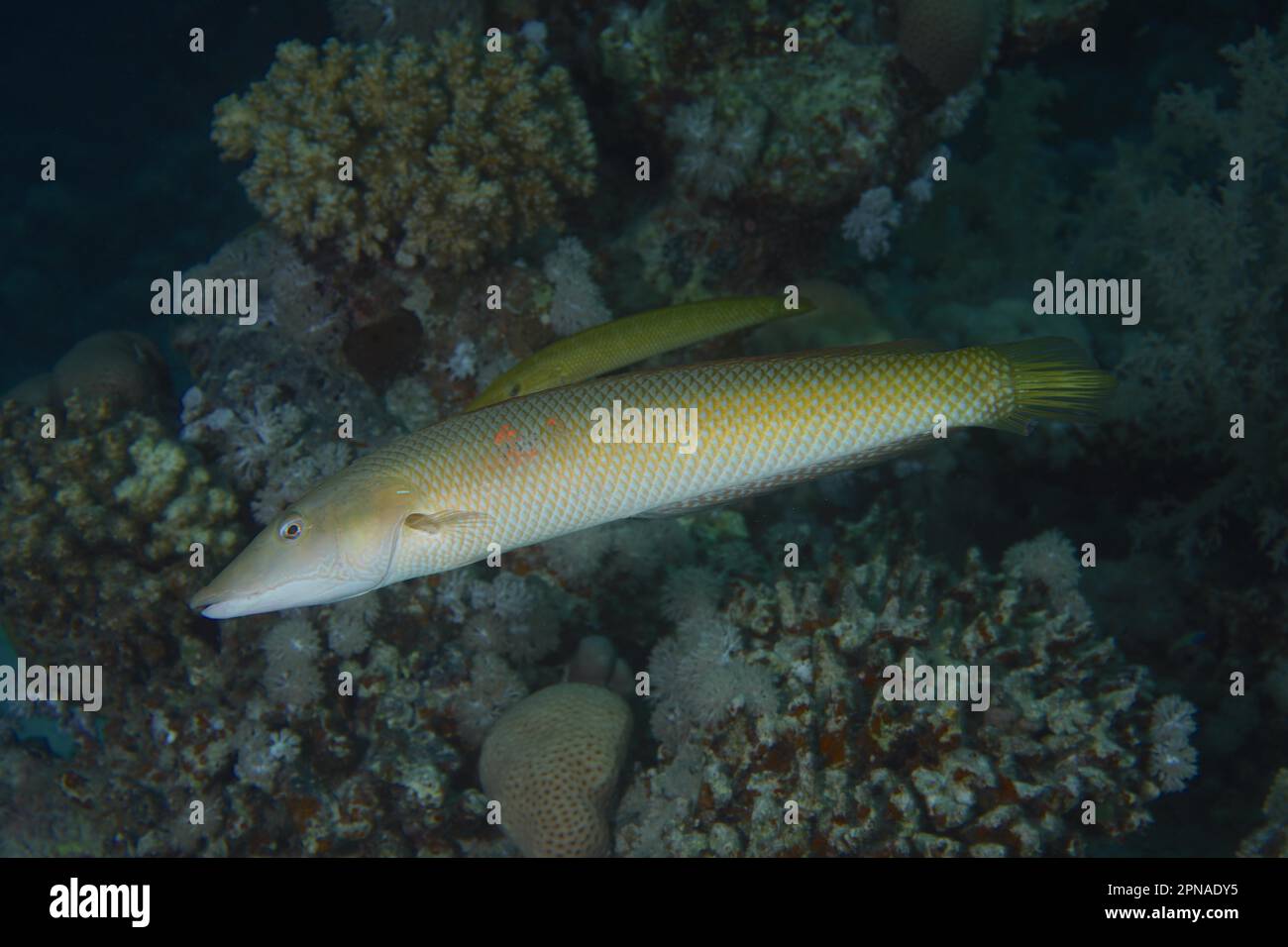 Cigar wrasse (Cheilio inermis), House reef dive site, Mangrove Bay, El ...