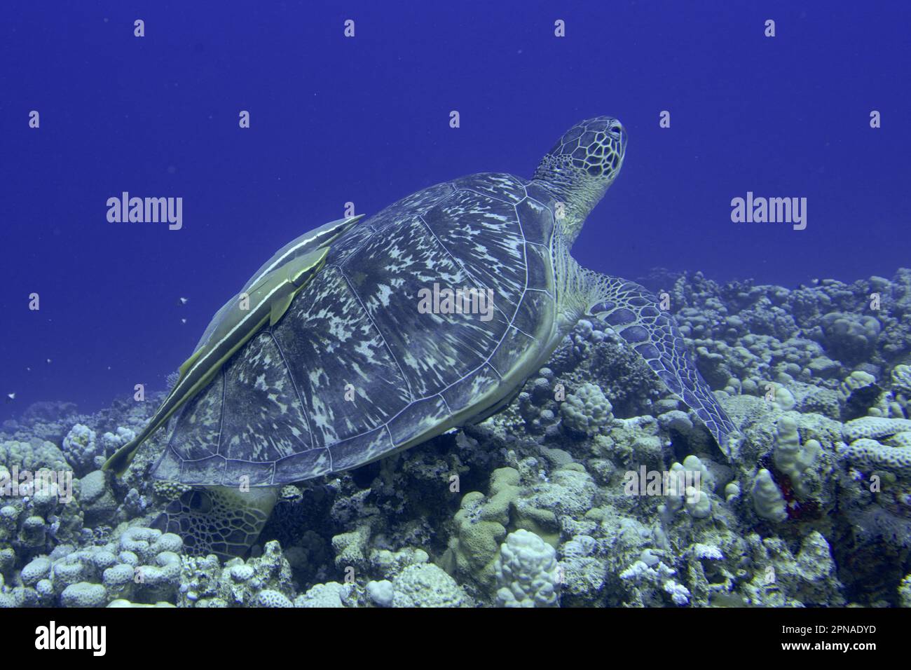Green turtle (Chelonia mydas) with 2 ship keepers (Remora remora), dive ...