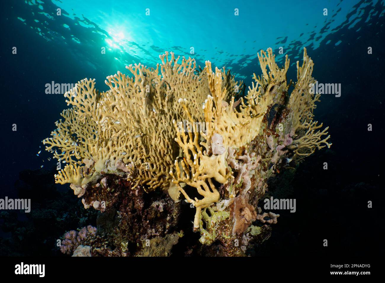Net fire coral (Millepora dichotoma) in the evening light. Dive site ...