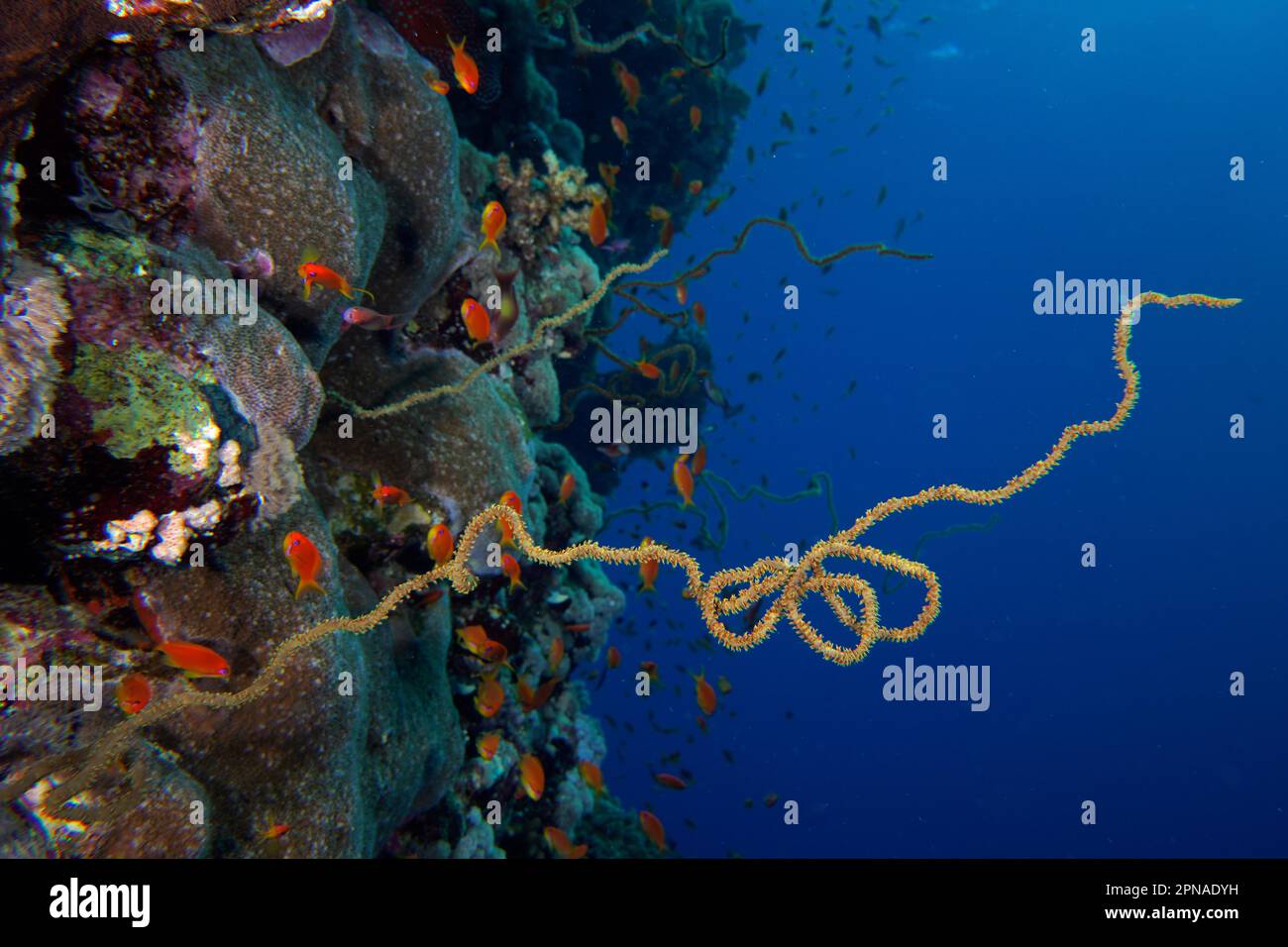 Twisted wire coral (Cirrhipathes spiralis) and group of sea goldie ...