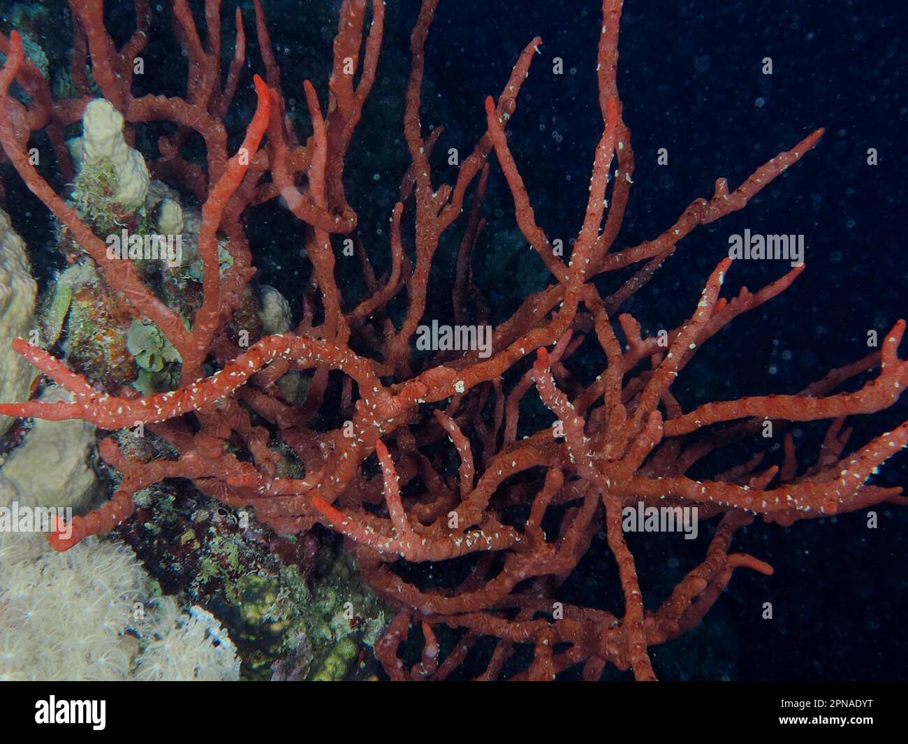 Toxic finger-sponge (Negombata magnifica), Dive site House Reef ...