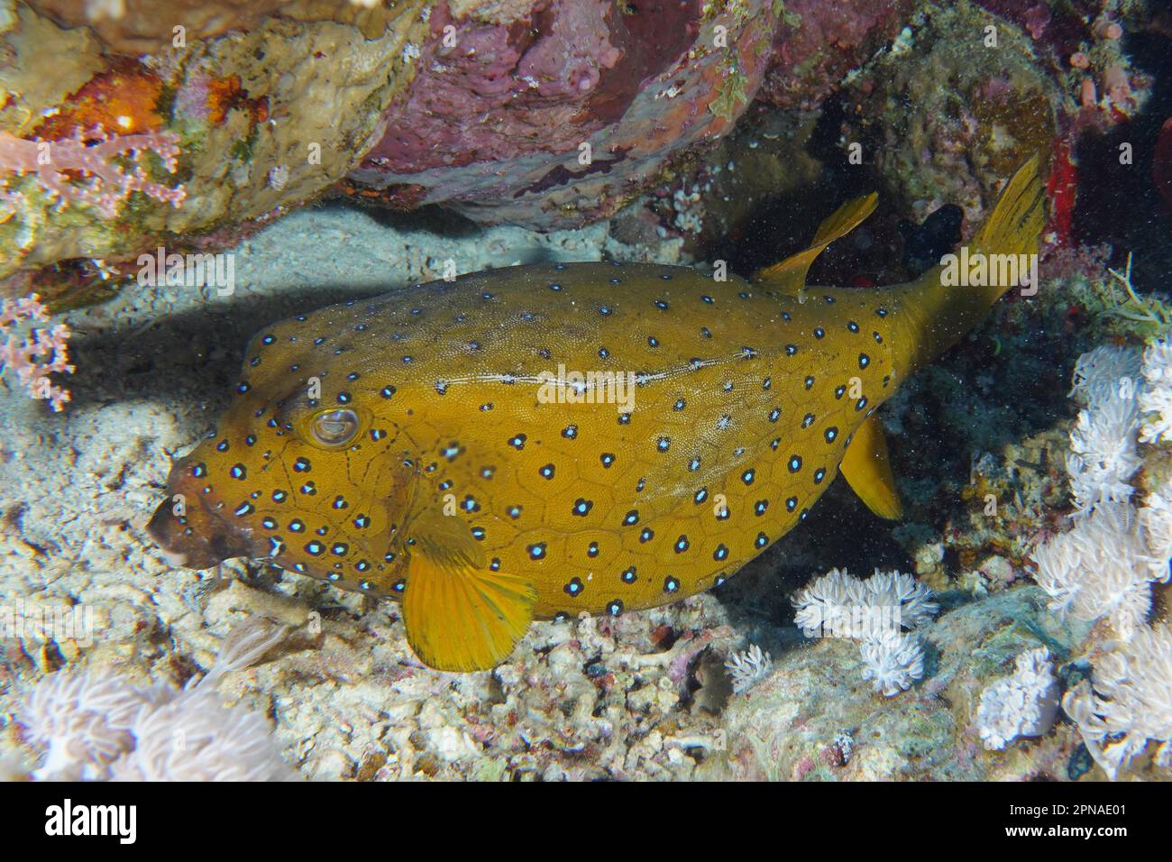 Yellow boxfish (Ostracion cubicus), female, Shaab Mahmoud dive site ...