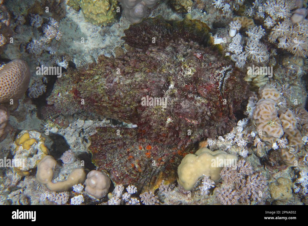 Reef stonefish (Synanceia verrucosa) from above. Dive site Shaab ...